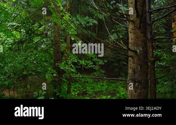 Heavy rain falling in beautiful summer forest. Woodland landscape ...