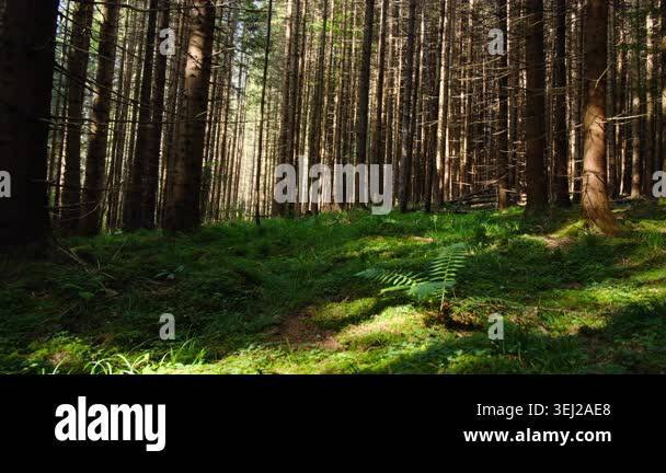 Beautiful calm morning green forest at summer or early autumn time ...