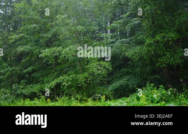 Heavy rain in woods at summer time. Beautiful green forest on the ...