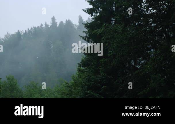 Beautiful landscape with green forest, clouds and fog during calm rain ...
