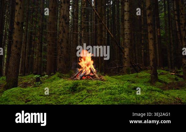 Burning campfire logs with rising sparks in majestic spruce forest at ...