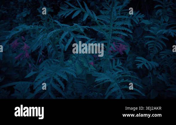 Plants With Red Flowers In Garden At Dusk Stock Video Footage - Alamy