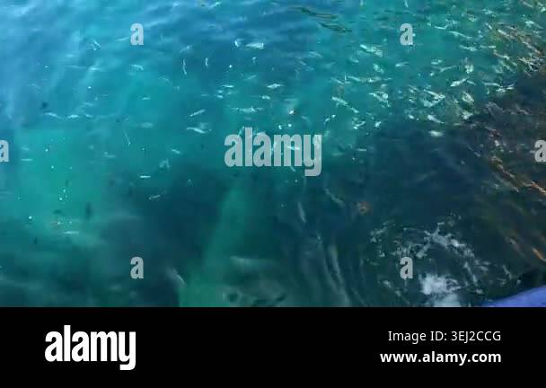 Top view of a large school of small fish swimming in transparent ...