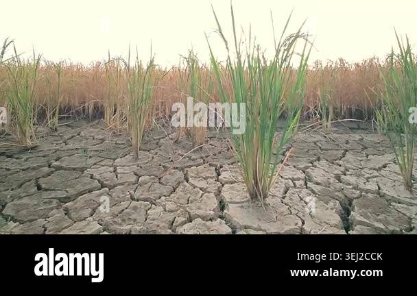 A once-living rice field slowly fading under the harsh drought, as the ...