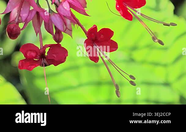 Red Bleeding Heart Vine gently swaying in the breeze, glowing with ...