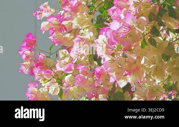 Soft white and pink bougainvillea flowers gently dancing in the breeze ...