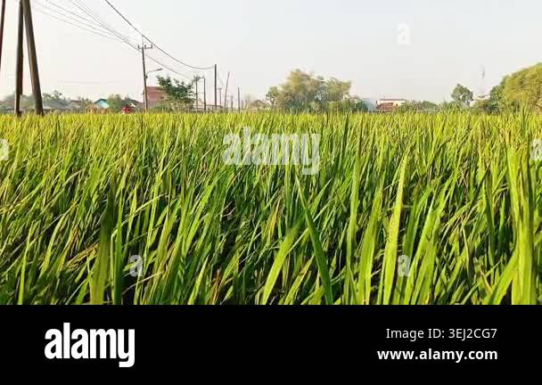 Green and fertile rice fields with a clear sky in the background, rice ...