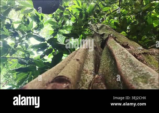 Inocarpus fagifer, Tahitian chestnut, Polynesian chestnut, Otaheite ...