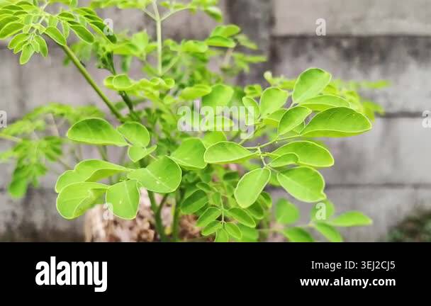 the miracle tree, tree for life, amazing tree, merunggai, kelor tree ...