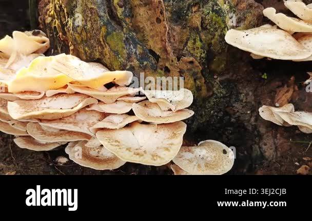 parasitic bracket fungus, fungus beforme on old tree bark, White ...