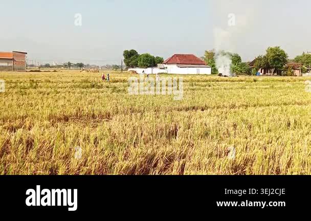 Yellow rice fields ready for harvest with a clear sky in the background ...