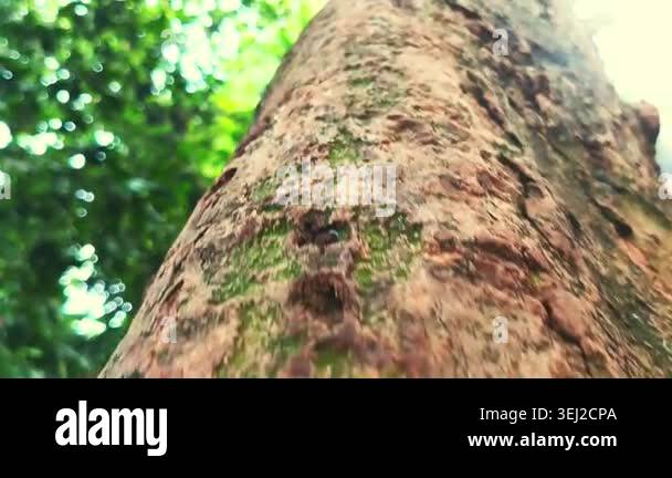 Inocarpus fagifer, Tahitian chestnut, Polynesian chestnut, Otaheite ...