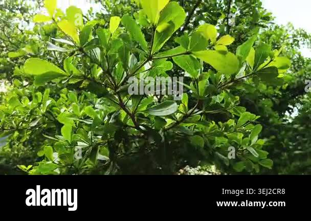Madagascar Almond, Terminalia mantaly, Ketapang tree, with thick, lush ...