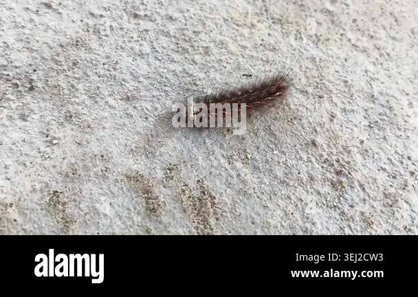 Hairy Caterpillar on Concrete Surface, Macro Wild Insect Detail, Wild ...