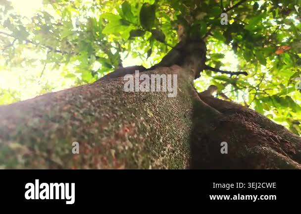 Inocarpus fagifer, Tahitian chestnut, Polynesian chestnut, Otaheite ...