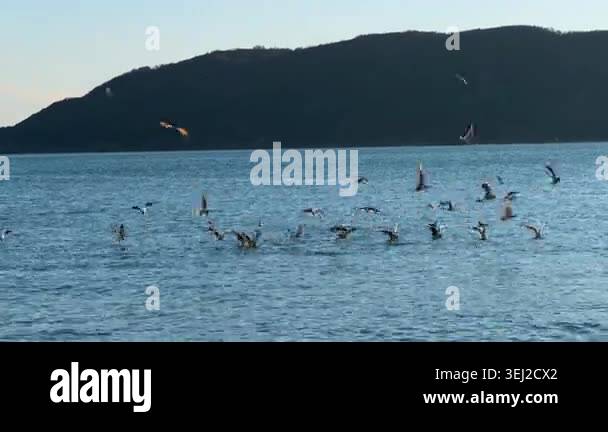 Seagull bird flock soaring and diving above blue sea water with green ...