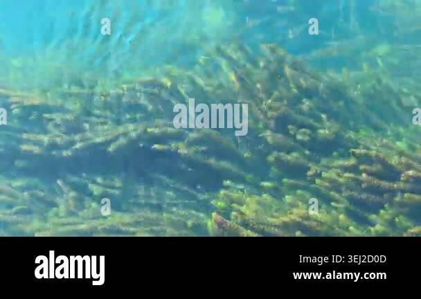 Lush underwater aquatic plant and algae growth swaying gracefully in ...