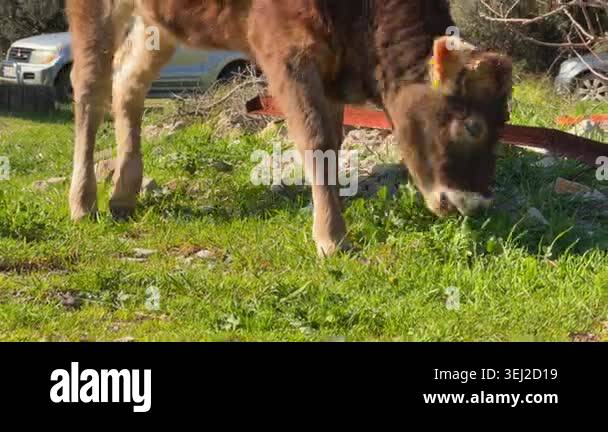 Young brown beef calf cattle grazing on fresh green grass with yellow ...