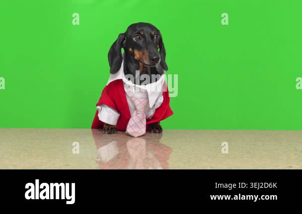Black dachshund dog in red sweater and pink checkered tie sitting at ...