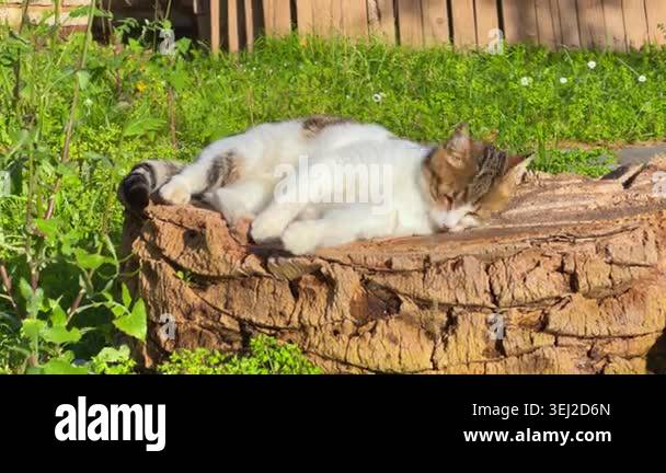 White and brown cat sleeping on weathered wooden tree stump in garden ...