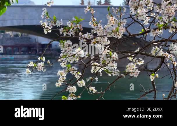 White plum tree blossom on branch with fresh green leaf in front of ...