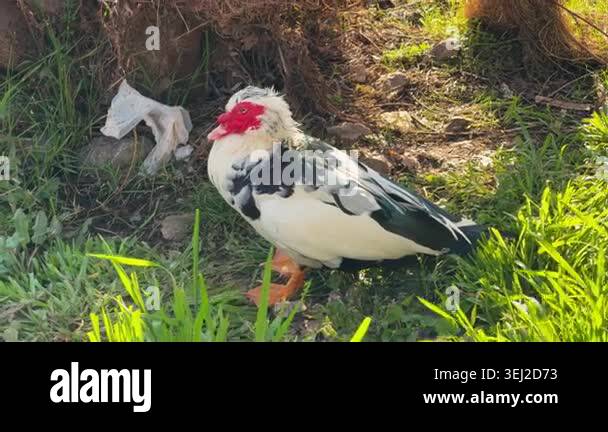 A black and white Muscovy duck with red facial caruncle stands on green ...