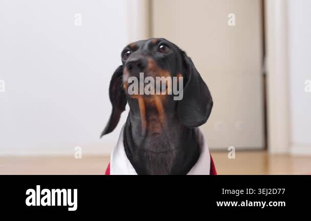 Black dachshund dog gazing upward indoors with curious expression ...