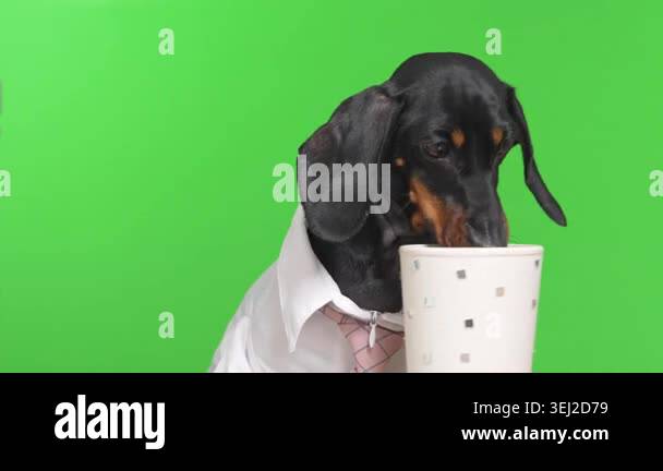 Black dachshund dog wearing white collar shirt drinking from polka dot ...