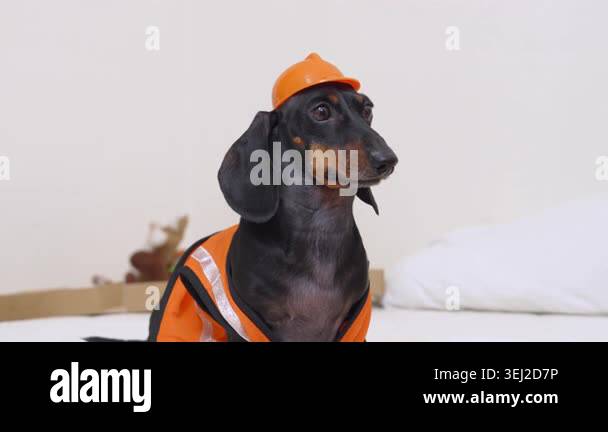 Dachshund dog wearing orange construction vest and hard hat sitting ...