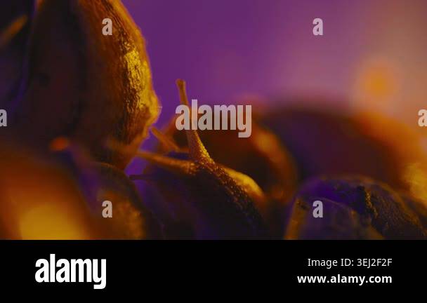 Snails crawl gently on a bright surface as the light changes colors ...