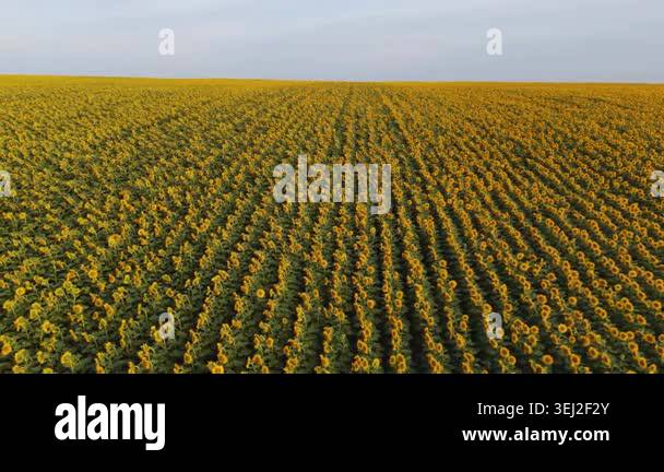 Aerial view flying over a vast sunflower field during a beautiful ...