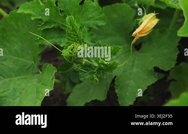 Young zucchini plant with large green leaves and a yellow flower bud ...