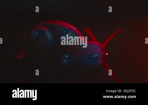 A snail is seen moving slowly in a dark area lit by red light. Its ...