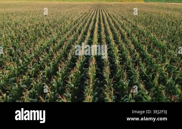 Aerial view flying backward over a lush green cornfield. The camera ...