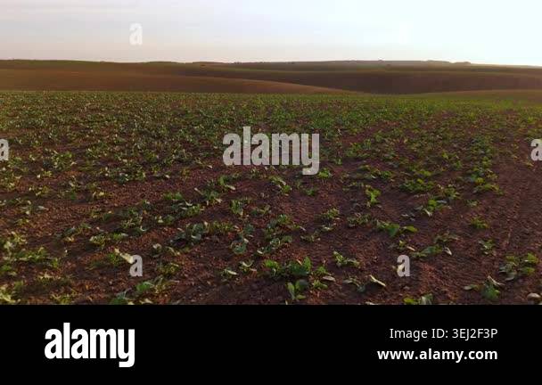 Idyllic aerial view of a huge agriculture field with young rapeseed ...