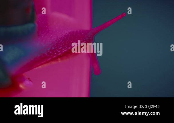 A snail moves slowly across a bright pink surface. The sun shines as ...