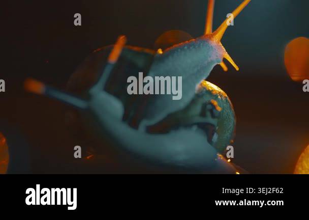 Snails move across a surface in low light. The environment has an ...