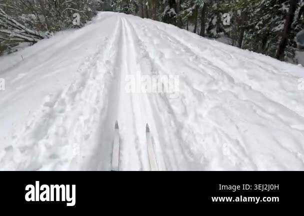 Back cross country skiing, snow covered coniferous trees both sides ...