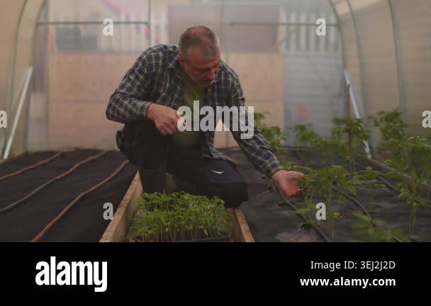 Focused male gardener inspects green vegetable crops while kneeling ...