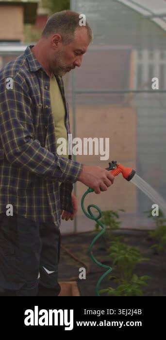 Male gardener using spray nozzle hose to water green crops inside ...