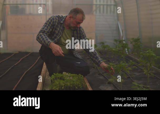 Male gardener inspects automated watering hose and black agrofibre soil ...