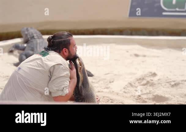 Wildlife trainer performing with alligator during reptile show Stock ...