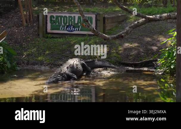 Large alligator resting beside lagoon at Gatorland habitat Stock Video ...