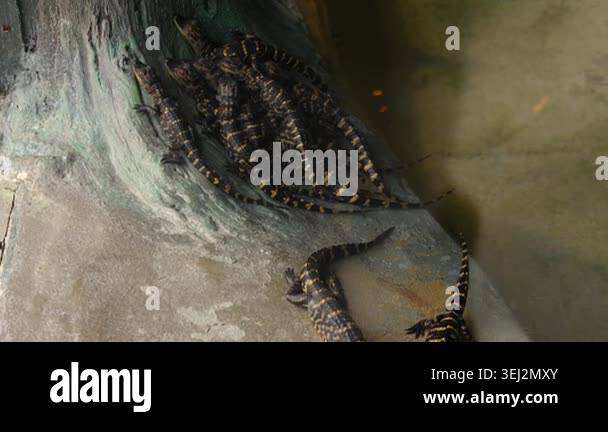 Young alligators gathered beside rare albino tortoise in enclosure ...