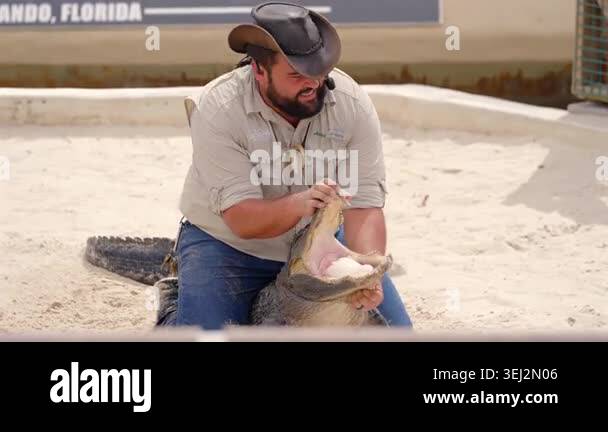 Wildlife trainer performing with alligator during reptile show Stock ...