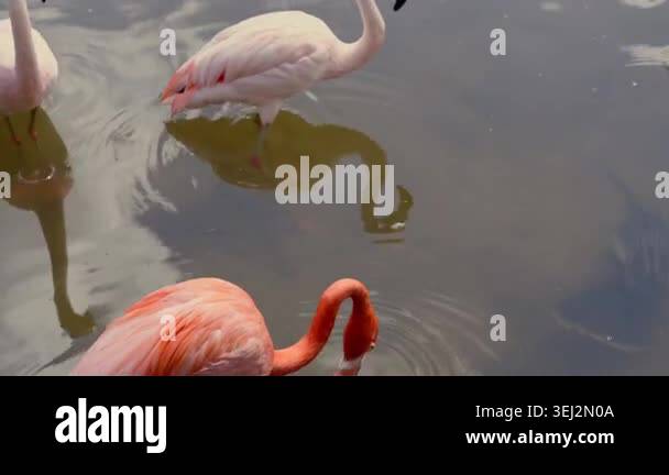 Pink flamingo feeding with soft ripples and reflections Stock Video ...