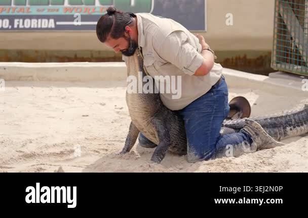 Animal trainer handling alligator during live show on sand arena Stock ...
