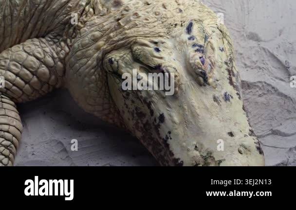 Rare white albino alligator resting under natural daylight Stock Video ...