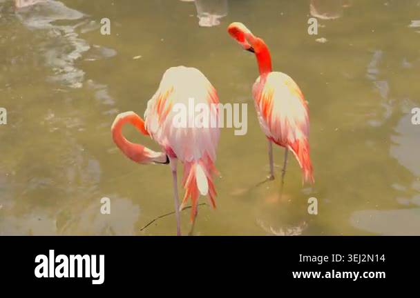 Pink flamingos with soft reflections in bright natural sunlight Stock ...