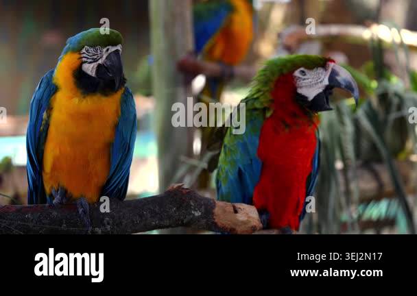 Two macaws perched on branch with vibrant tropical feathers Stock Video ...